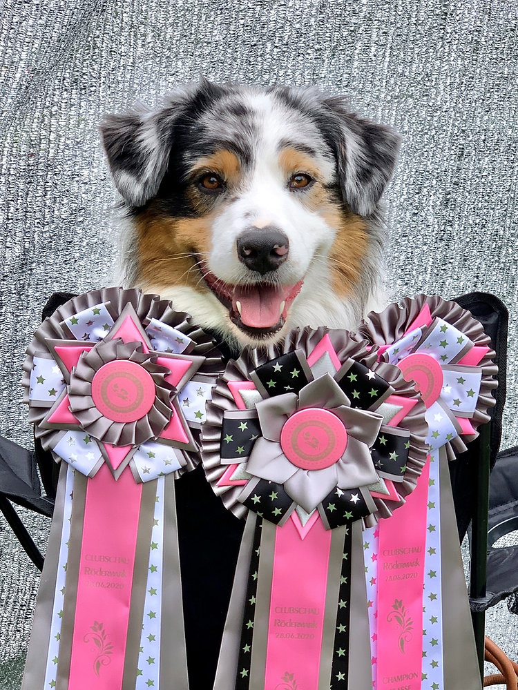 Maddox - neuer VDH Champion