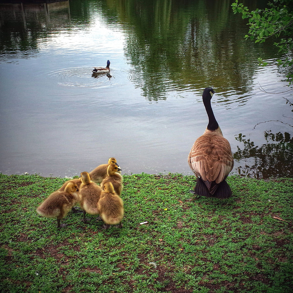 What’s for lunch at Powderhorn Park?