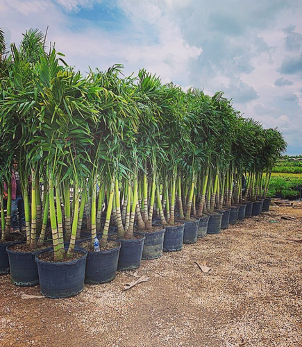 25 Gallon Christmas Palm | This Is So Us