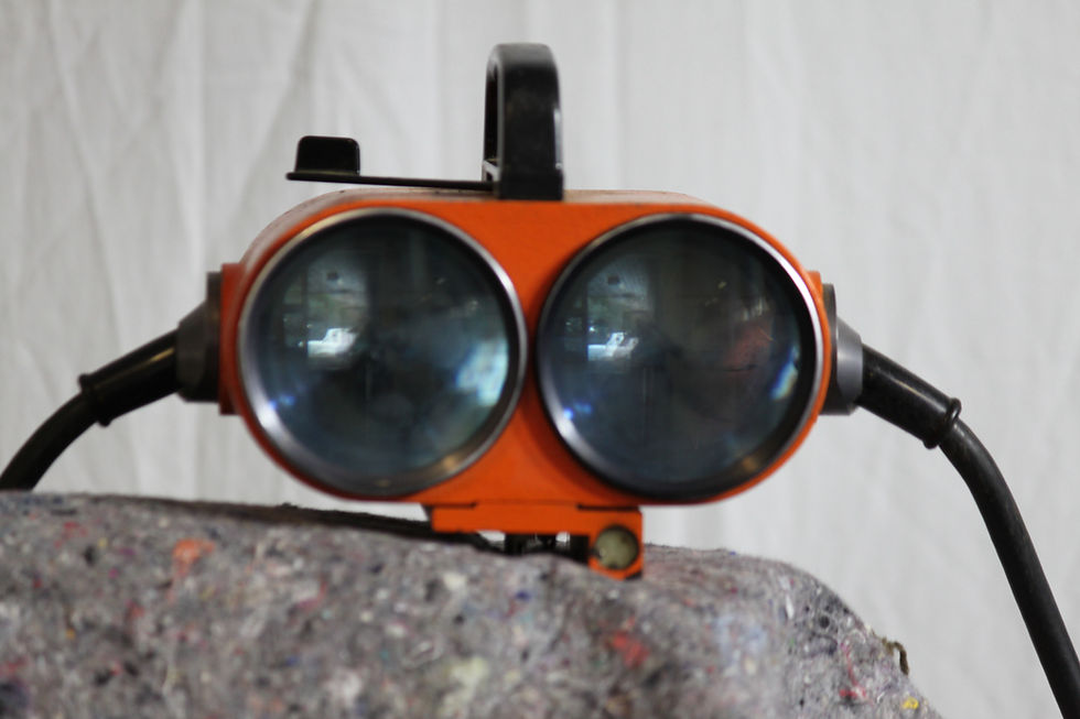 EDM | the-wild-collection