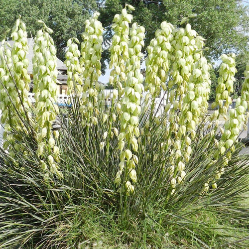 Yucca Root (Yucca glauca) | Lavender and Honey