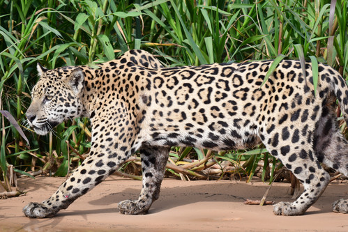 Adoption Packages | Jaguar ID Project