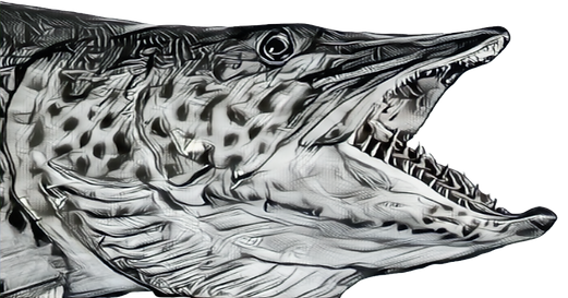 RATES | Fins & Grins Charter
