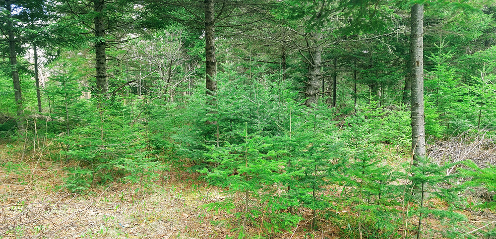 Welcome :) [www.andev.xyz]