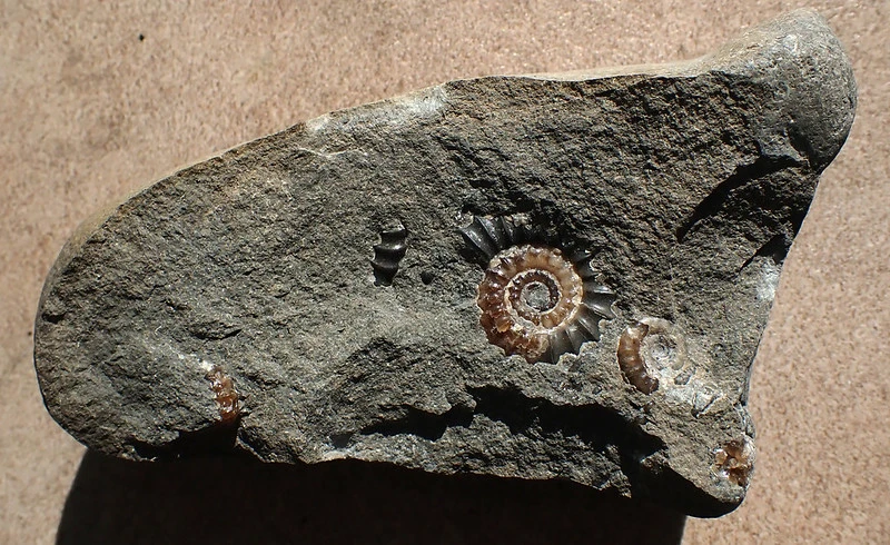 Public Fossil Walks | Fossilwise