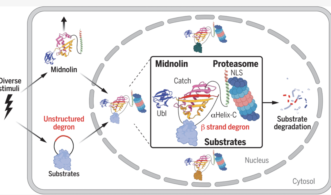 【Midnolin】A Milestone in Protein Degradation within Cells | SMART Magazine