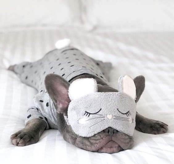 French Bulldog Snoring: How to Stop Your Frenchie From Snoring?