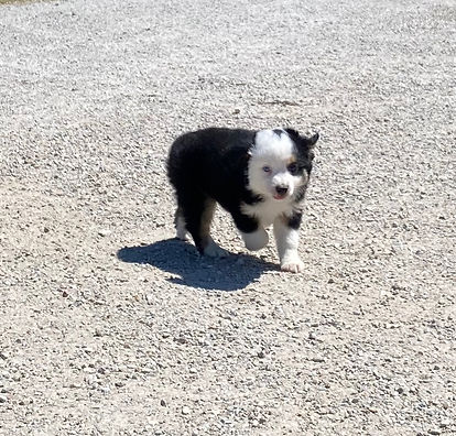 Button & Stetson | Cactus Bar Ranch