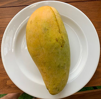 Testimonials | Backyard Mangoes