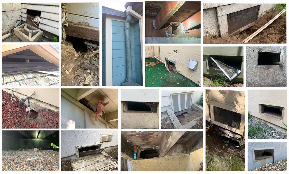 Critter Getter | Remove Racoons Skunks Possums From Home, Attic ...