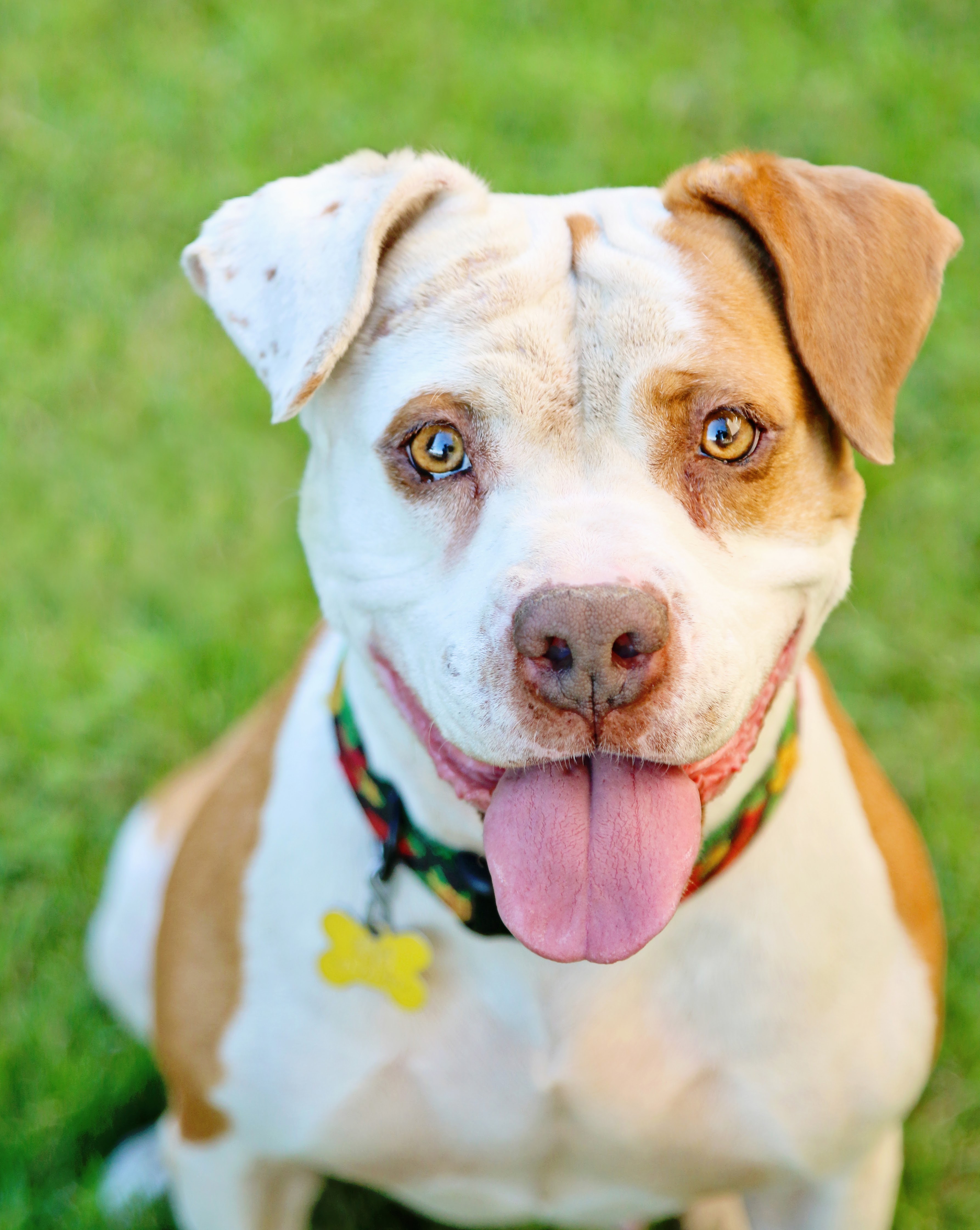 Forms | rescuerovers