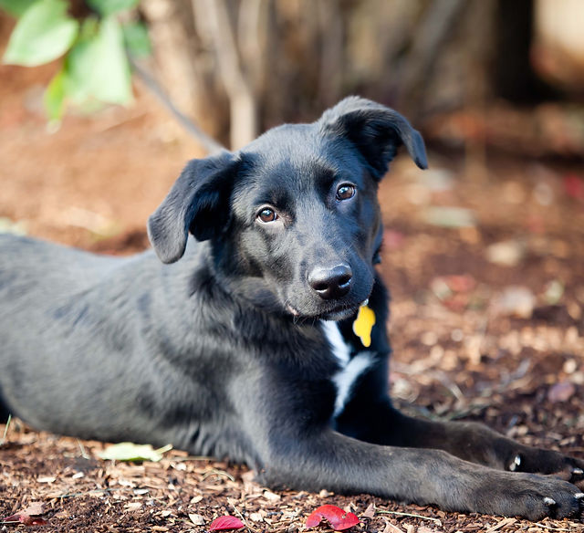 aggressive dog surrender