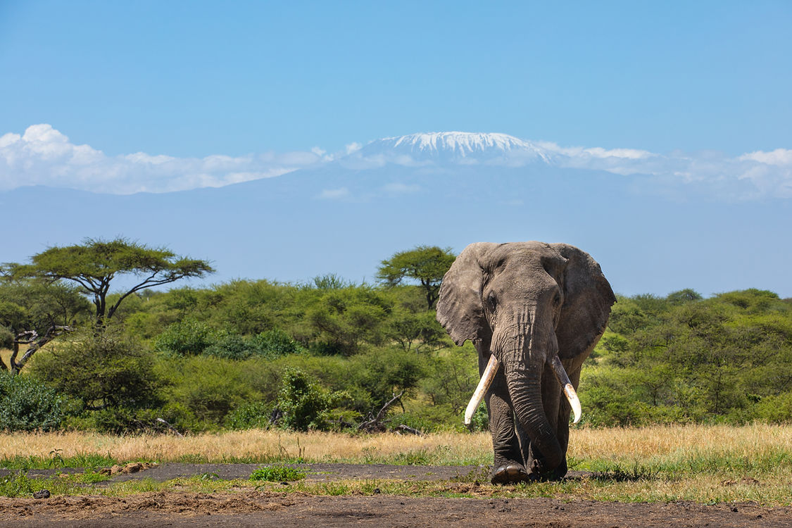 LUXURY AFRICA SAFARIS | GREAT SAFARIS
