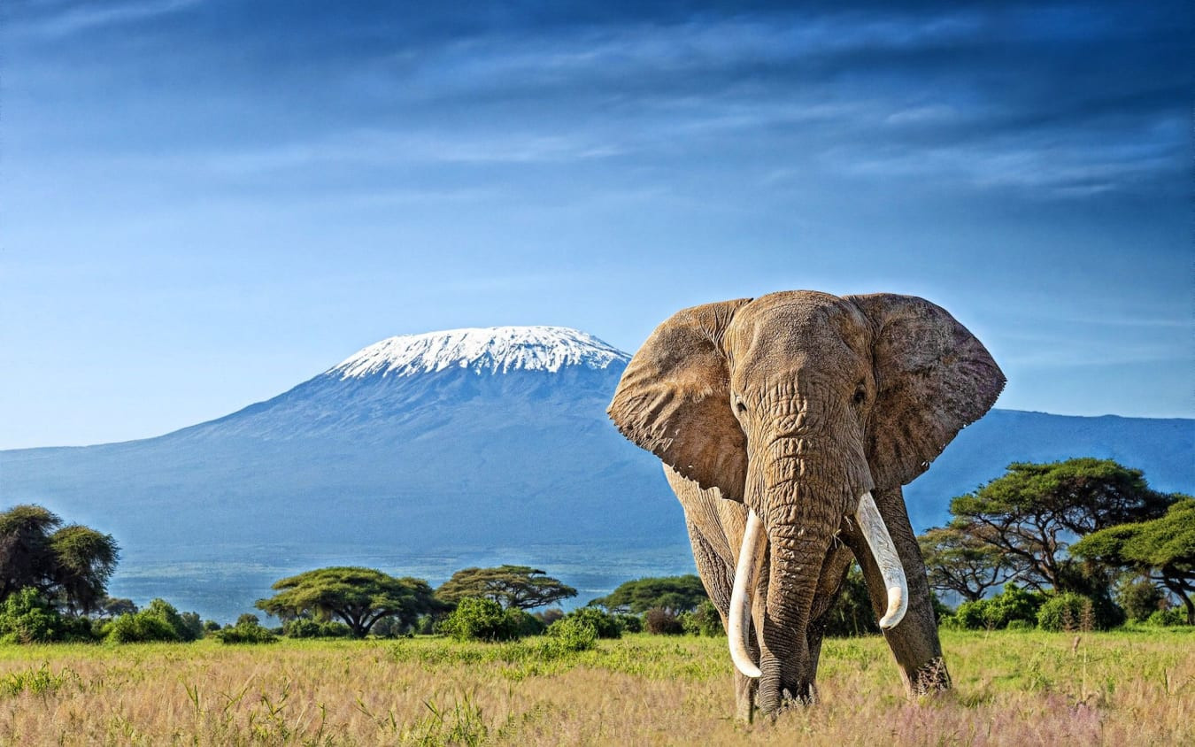 LUXURY AFRICAN SAFARIS | GREAT SAFARIS