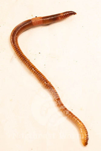 Worms, worms compost,bio char | www.northeastworms.com