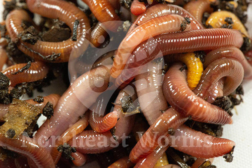 Worms, worms compost,bio char | www.northeastworms.com