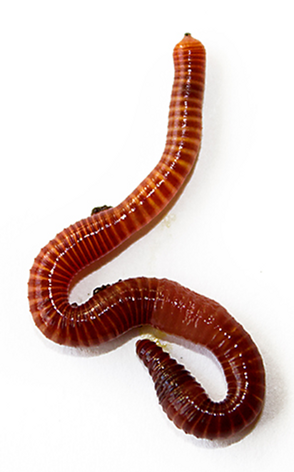About | Northeast Worms
