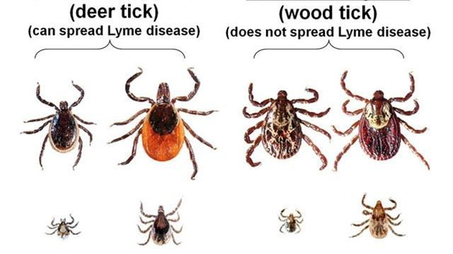 Ticks in the Okanagan
