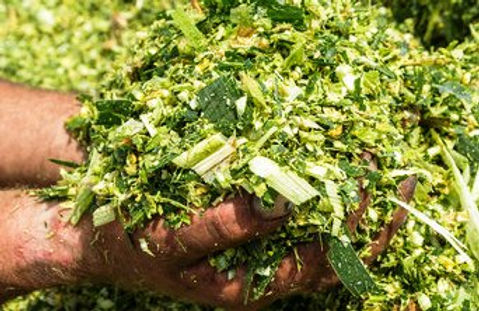 Role of Silage in Goat/Small Livestock Farming Business