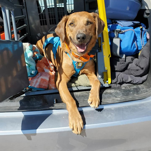 Rocky Mountain Search Dogs - K9 Search and Rescue Resource