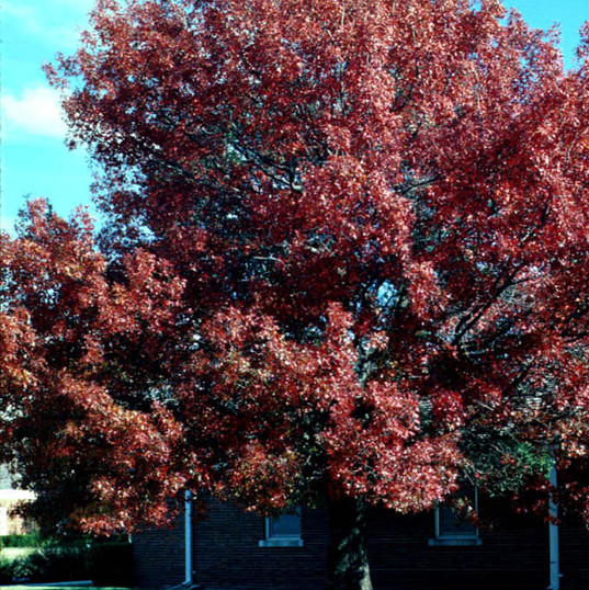 PLANT INFORMATION | PBMG