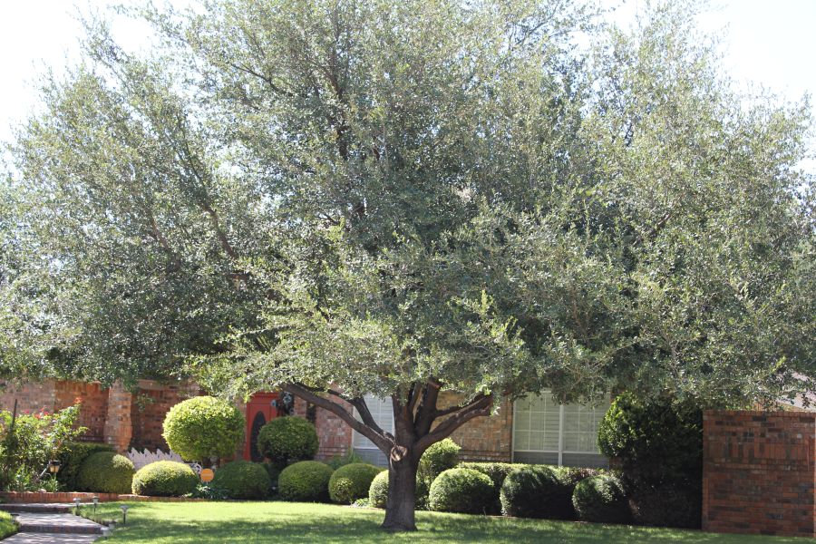 Choosing a Thriving Tree