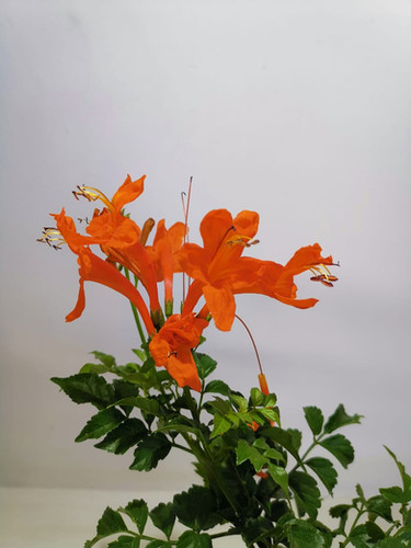 Triquitraque | Vivero las Orquídeas