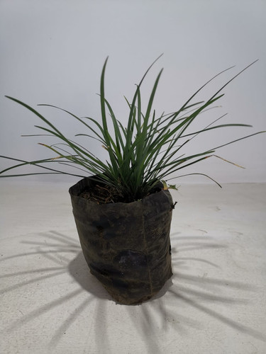 Pasto Azul | Vivero las Orquídeas