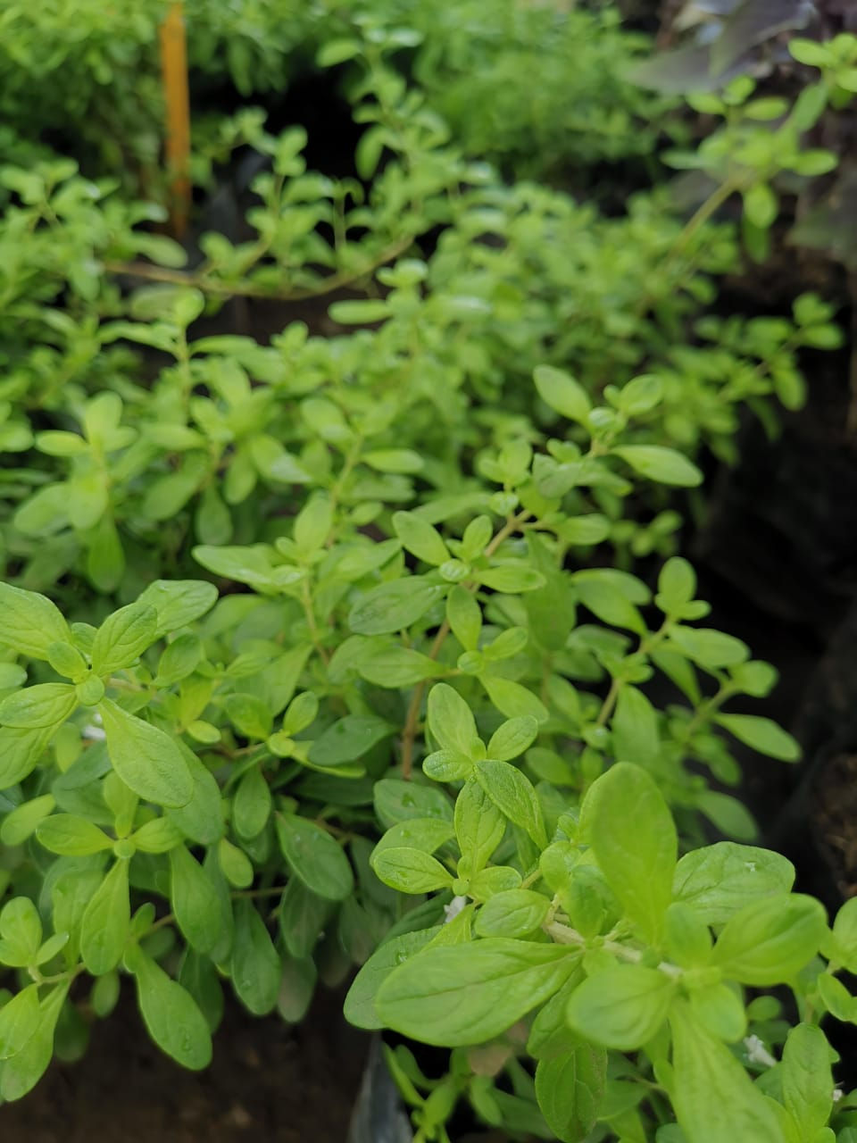 Menta hoja pequeña | Vivero las Orquídeas