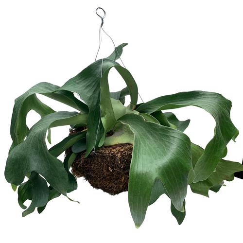 Helecho cacho de venado | Vivero las Orquídeas