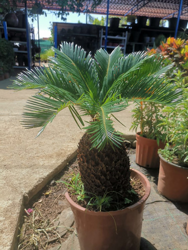 Palmera Cika | Vivero las Orquídeas