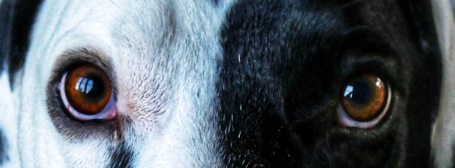 Ocular compression for seizures in dogs - all you need to know