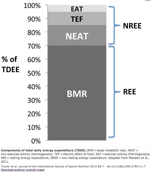 Exercise and Caloric Expenditure