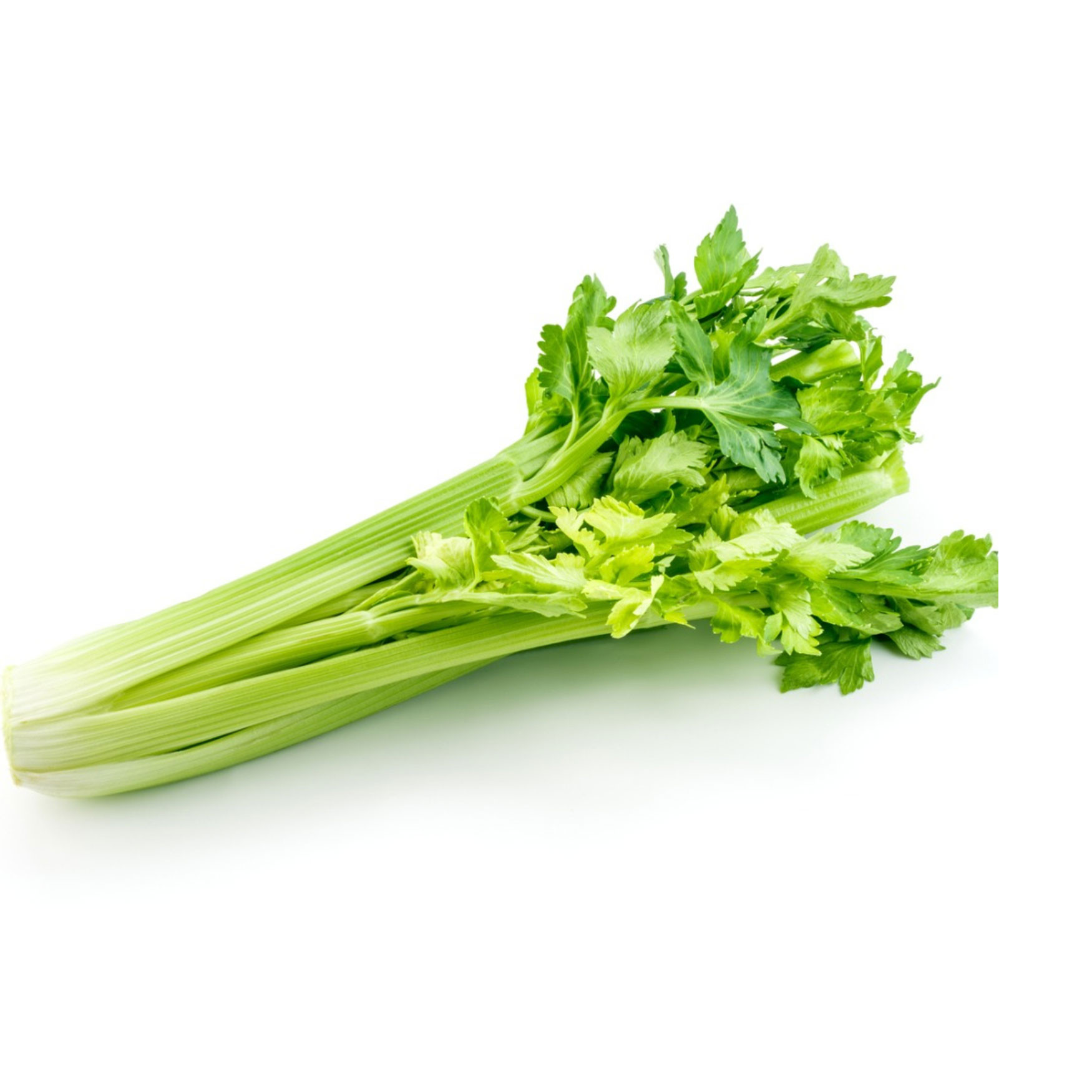 CELERY