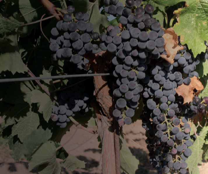 Merlot | GFB SOLUTIONS