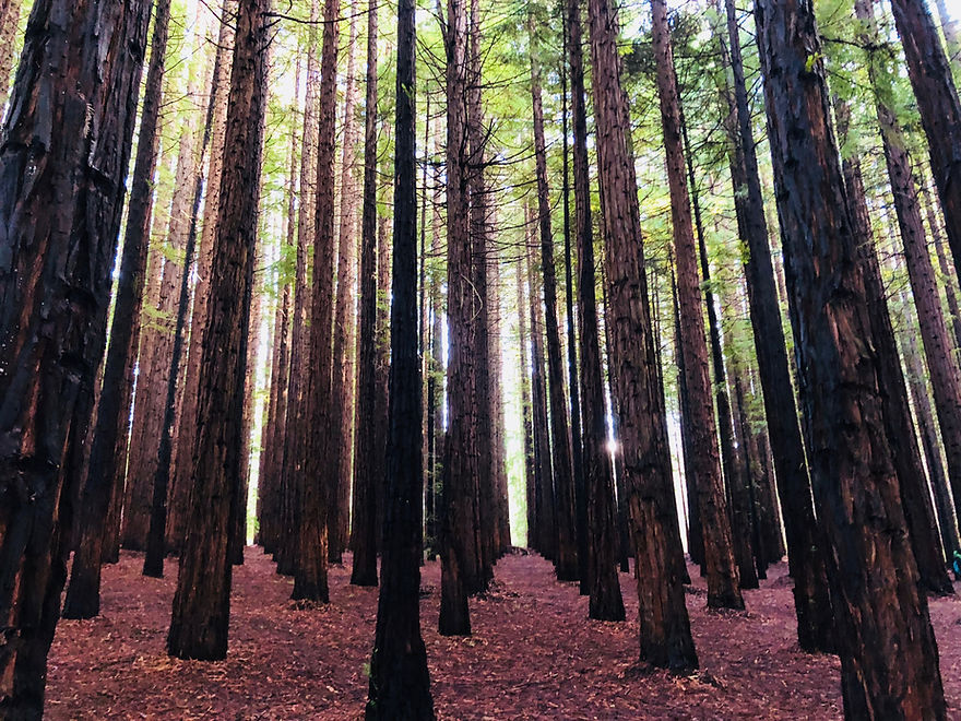 Karly Doyle Forensic Assessments Ontrack Counselling & Consulting