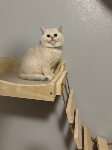 Ben- Male-British Shorthair/Munchkin | TMZ KITTENZ N KATZ