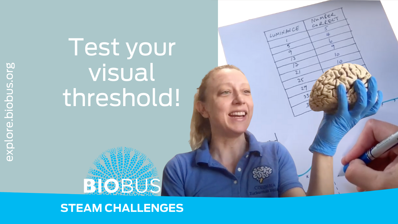 Test your visual threshold! | BioBus STEAM Challenges
