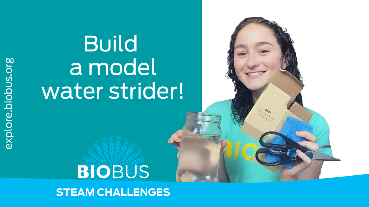 Build a model water strider! | BioBus STEAM Challenges