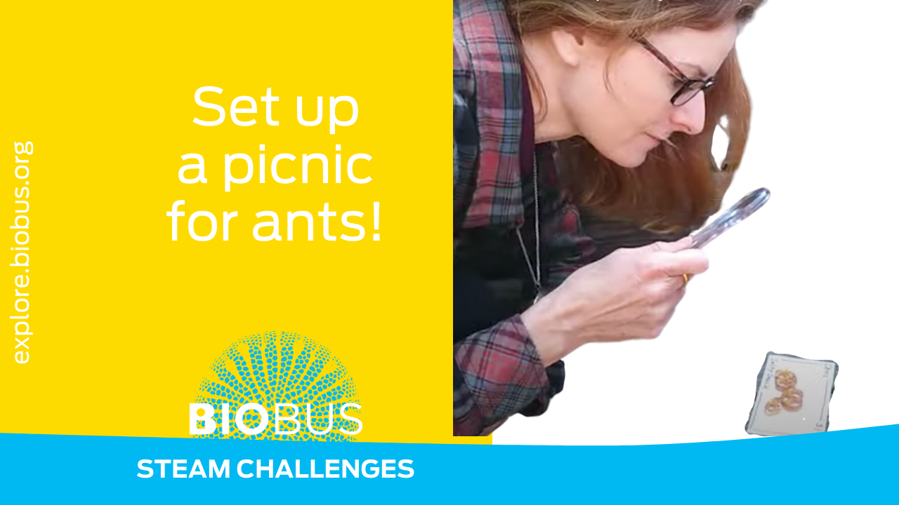 Set up a picnic for ants! | BioBus STEAM Challenges