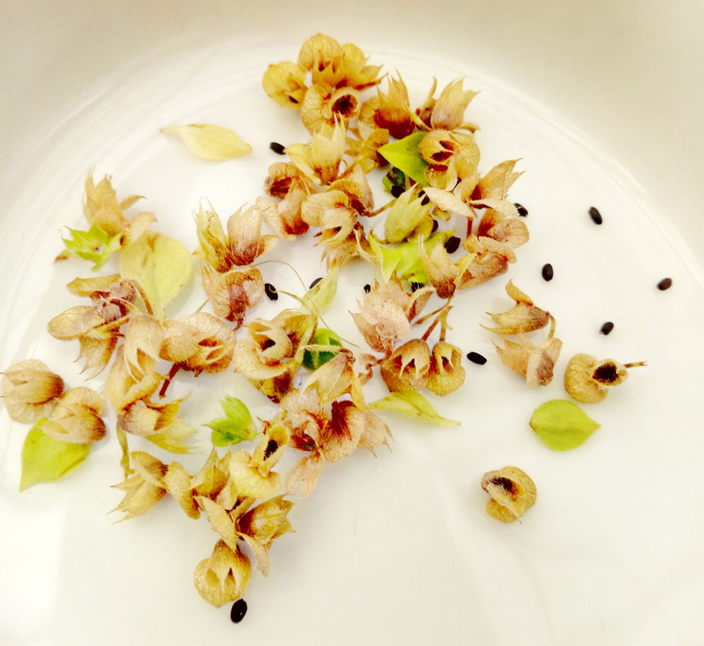 How To Harvest Basil Seeds