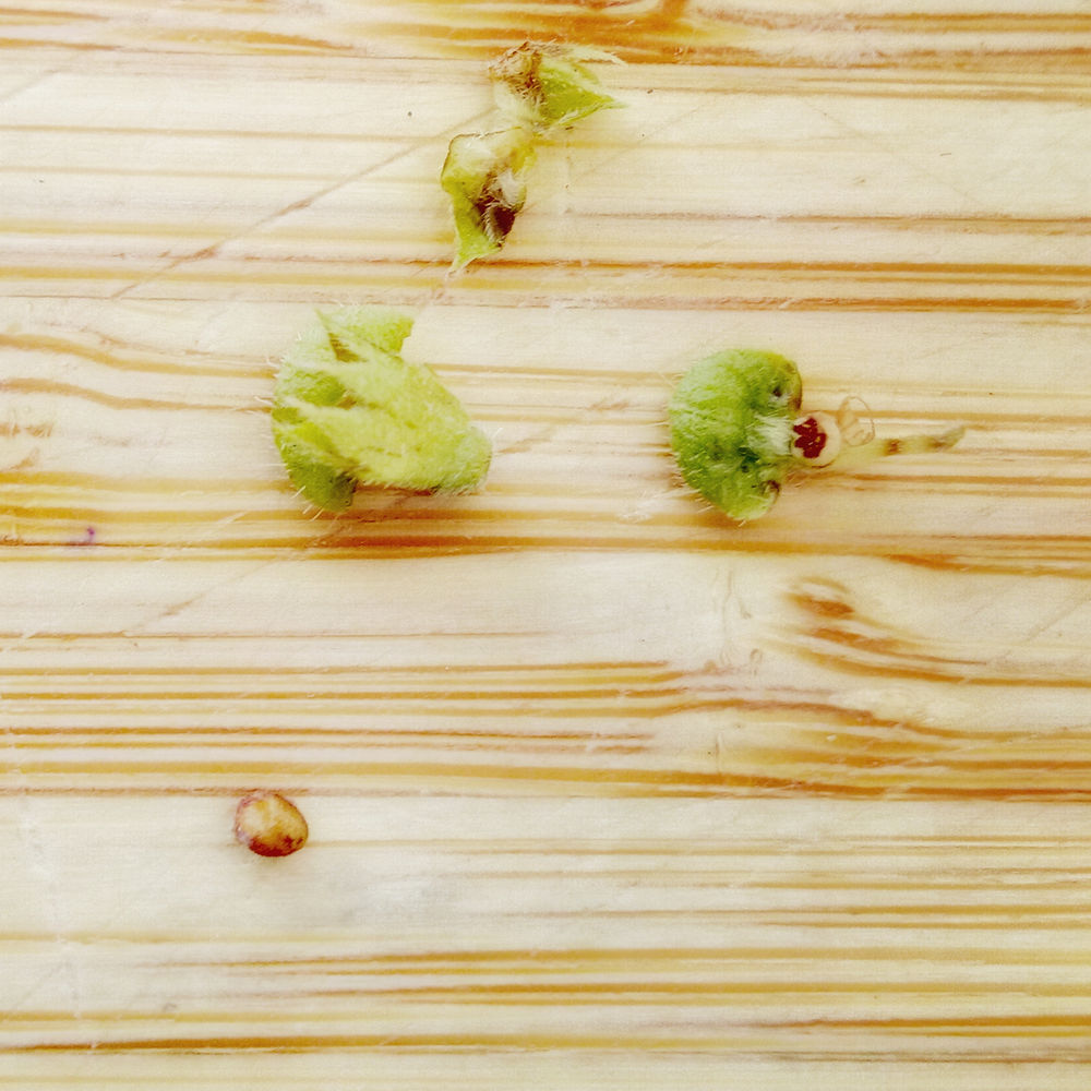 How To Harvest Basil Seeds