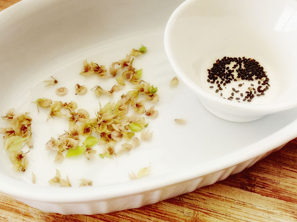 How To Harvest Basil Seeds