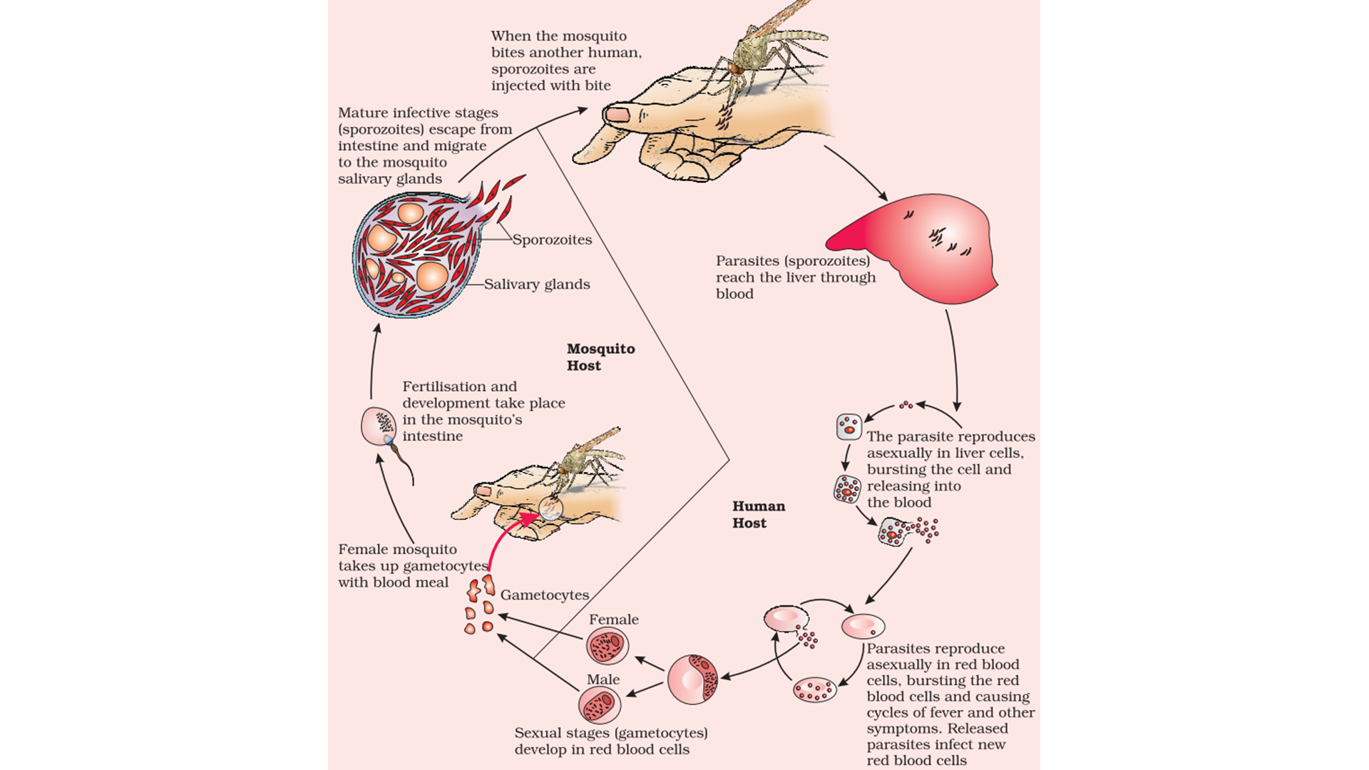 Q10. The infectious stage of Plasmodium that enters the human body is