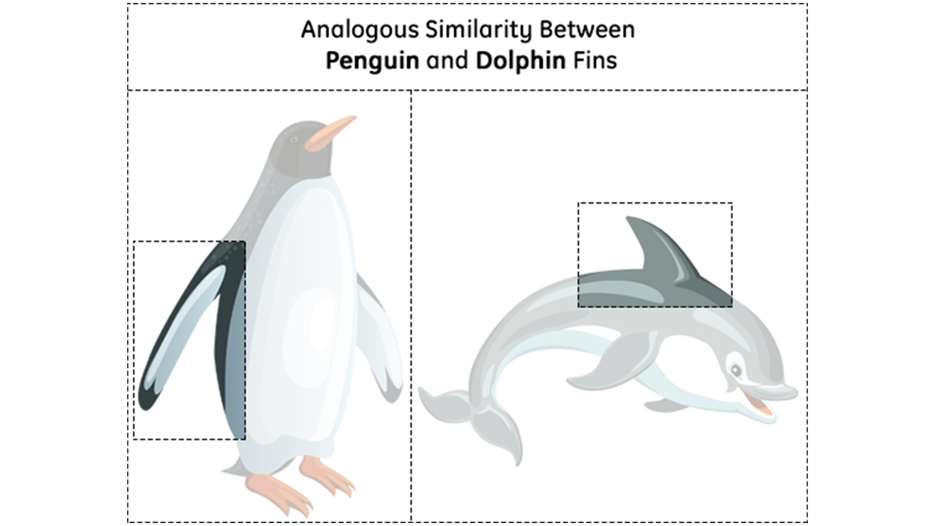 Q73. Flippers of Penguins and Dolphins are examples of