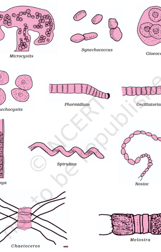 microorganisms in water sample