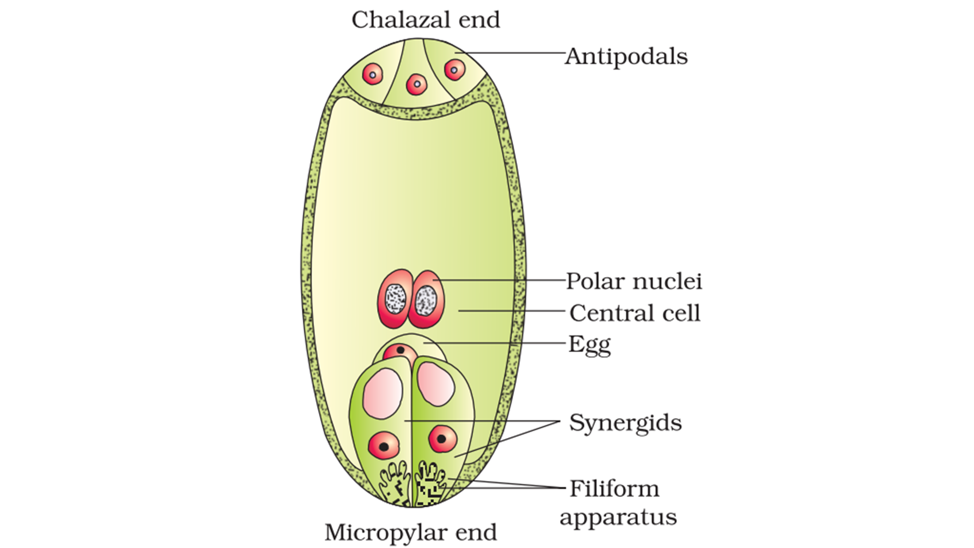 Megasporogenesis | biopassionate