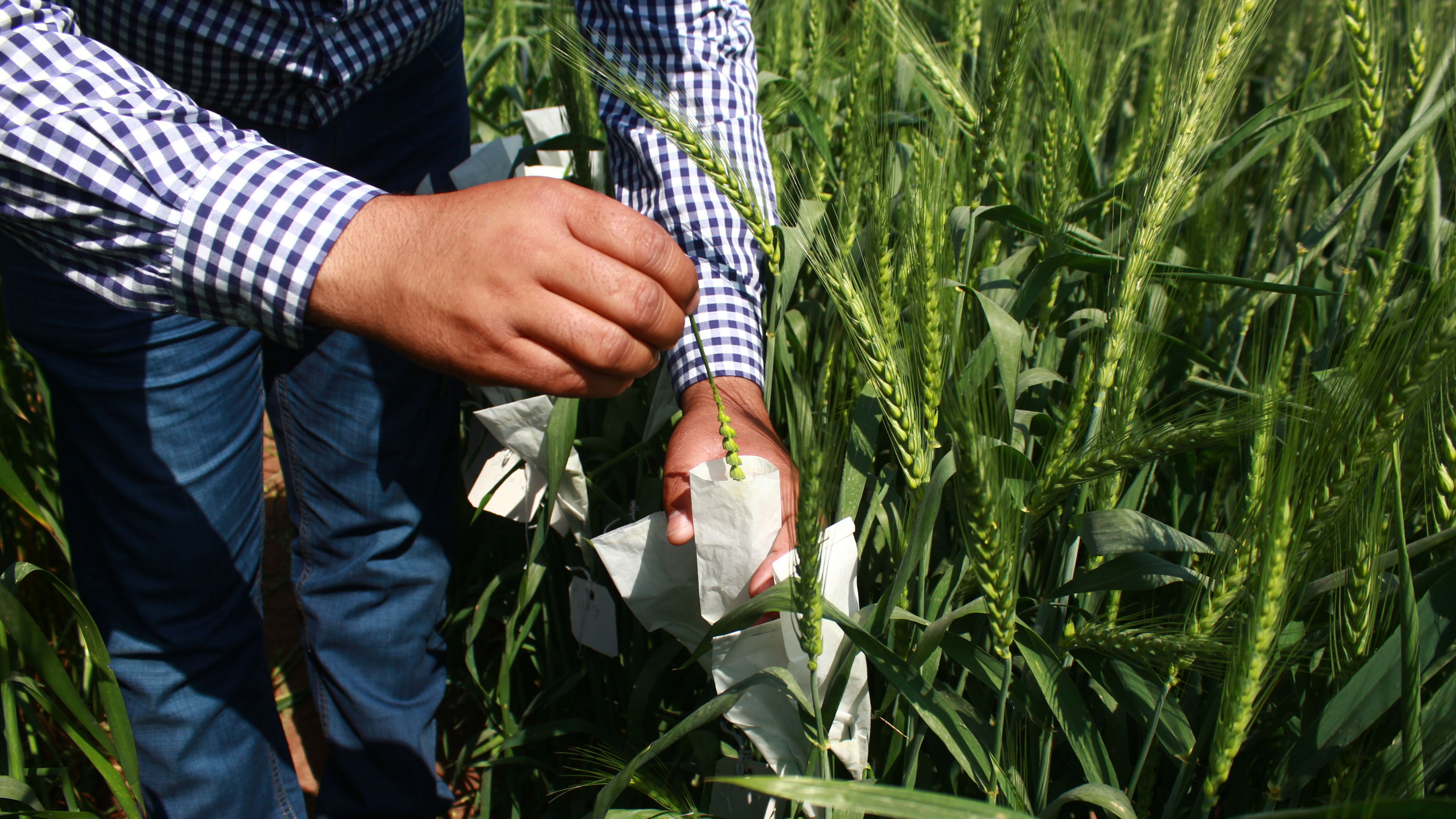 To perform emasculation, bagging and tagging for controlled pollination