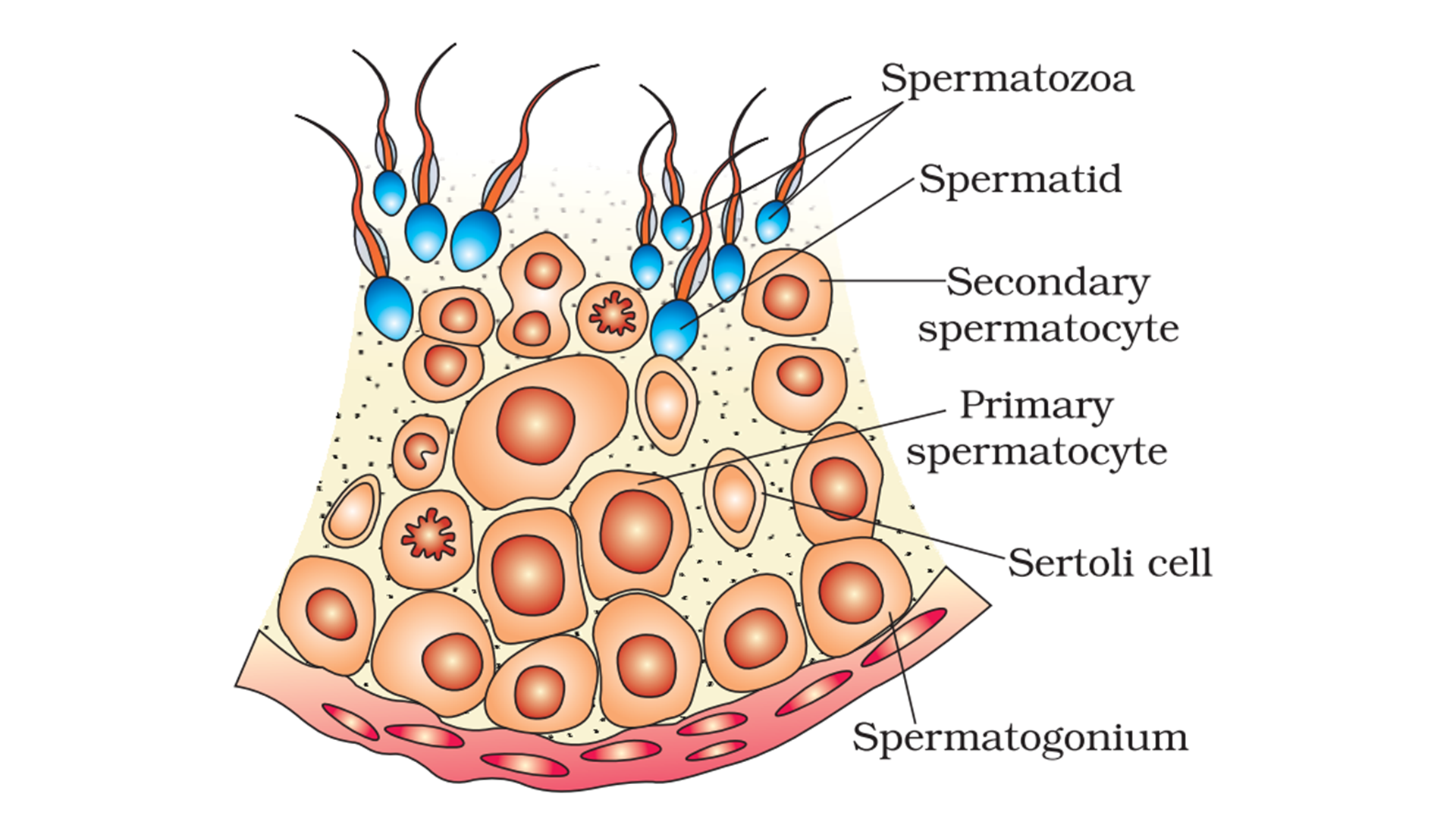 Human Reproduction Class 12 Q&A