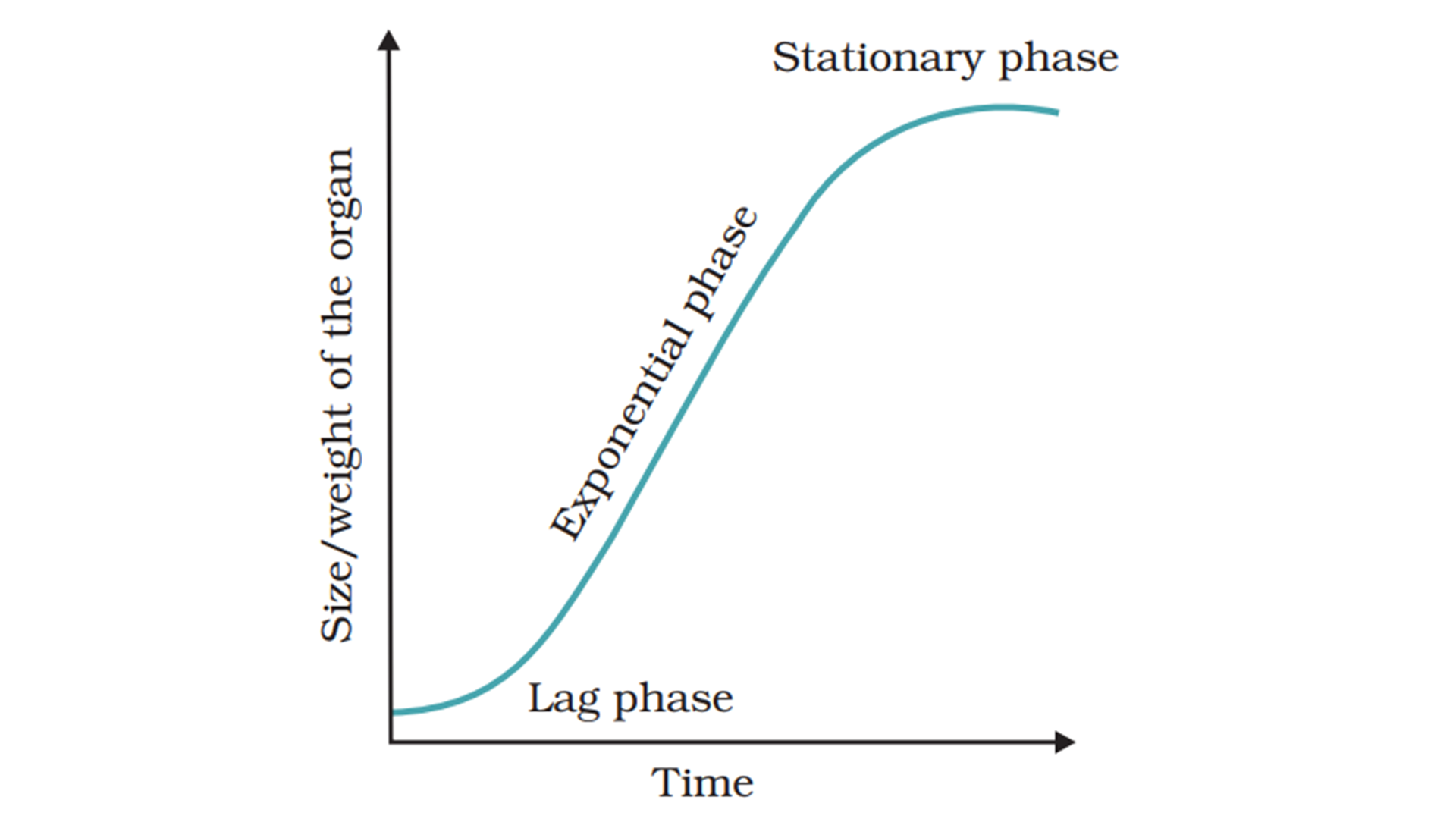Q2. The process of growth is maximum during